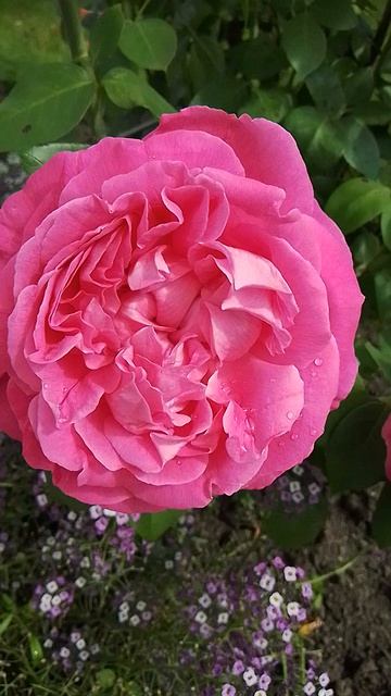 Фантазия природы