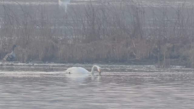 Лебедь Кликун, птицы из Красной Книги Новгородской области, 4 апреля 2026