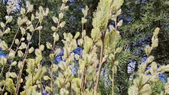 Вербное воскресение