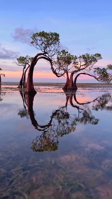 Мангровые рощи - одна из самых удивительных экосистем