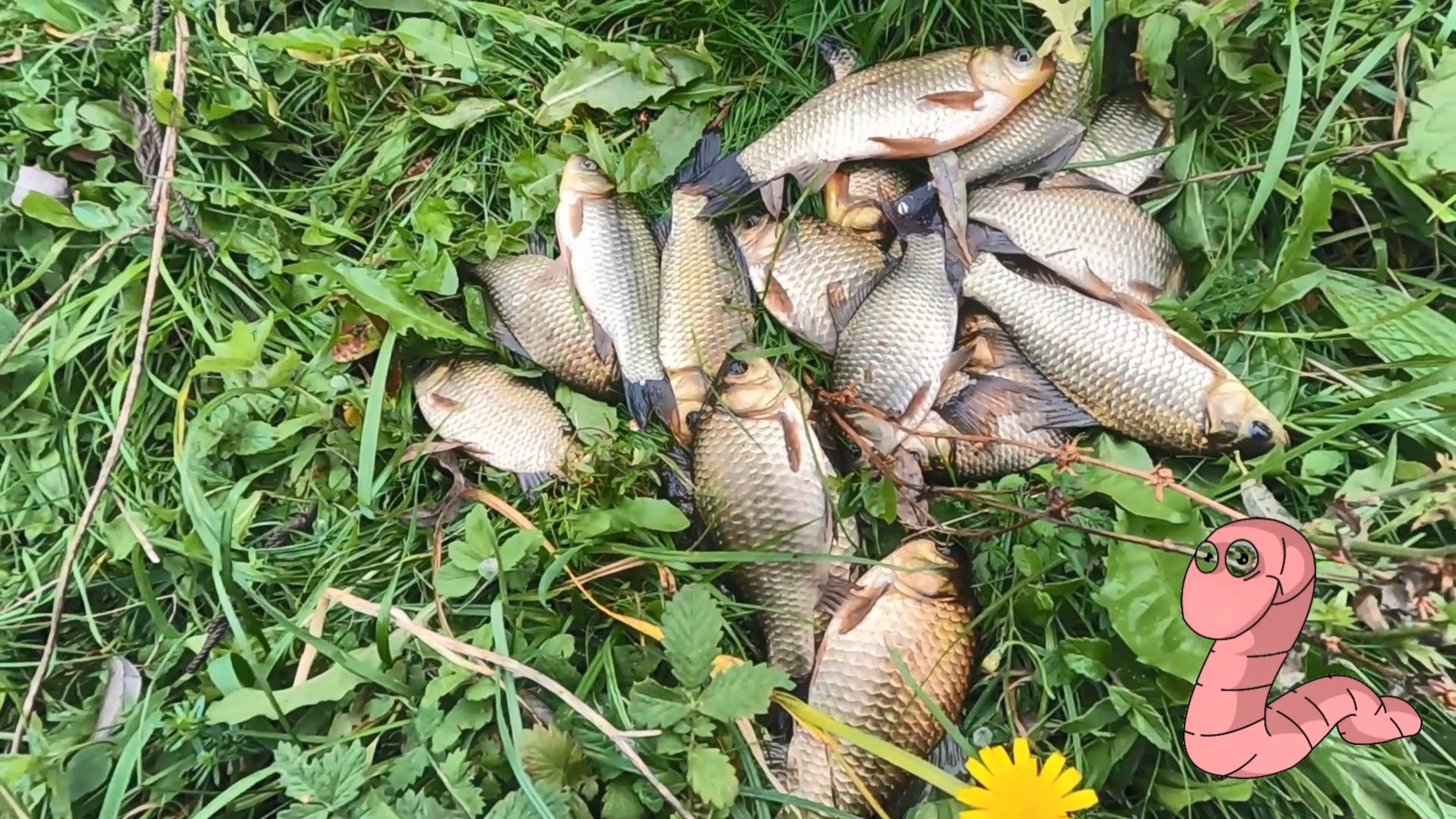 Рыбалка. Карась на донку.