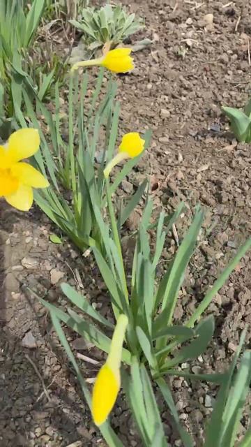 ДНР. Харцызск. 03.04.2026. Цветы у дома. Нарцисы