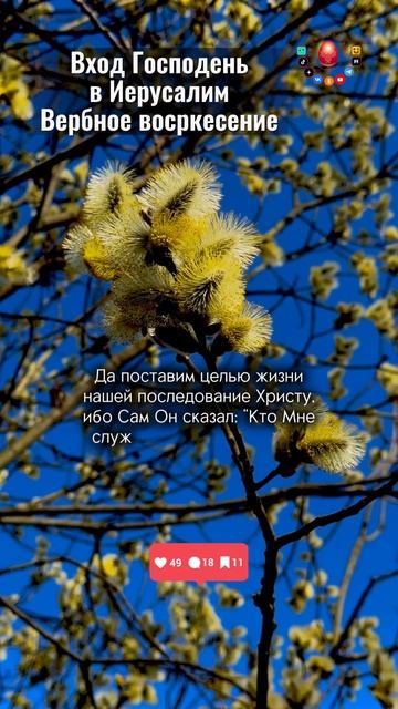 Цель жизни (для тех, кто еще не знает)... #вербноевоскресенье #входгосподеньвиерусалим #верба #лукак