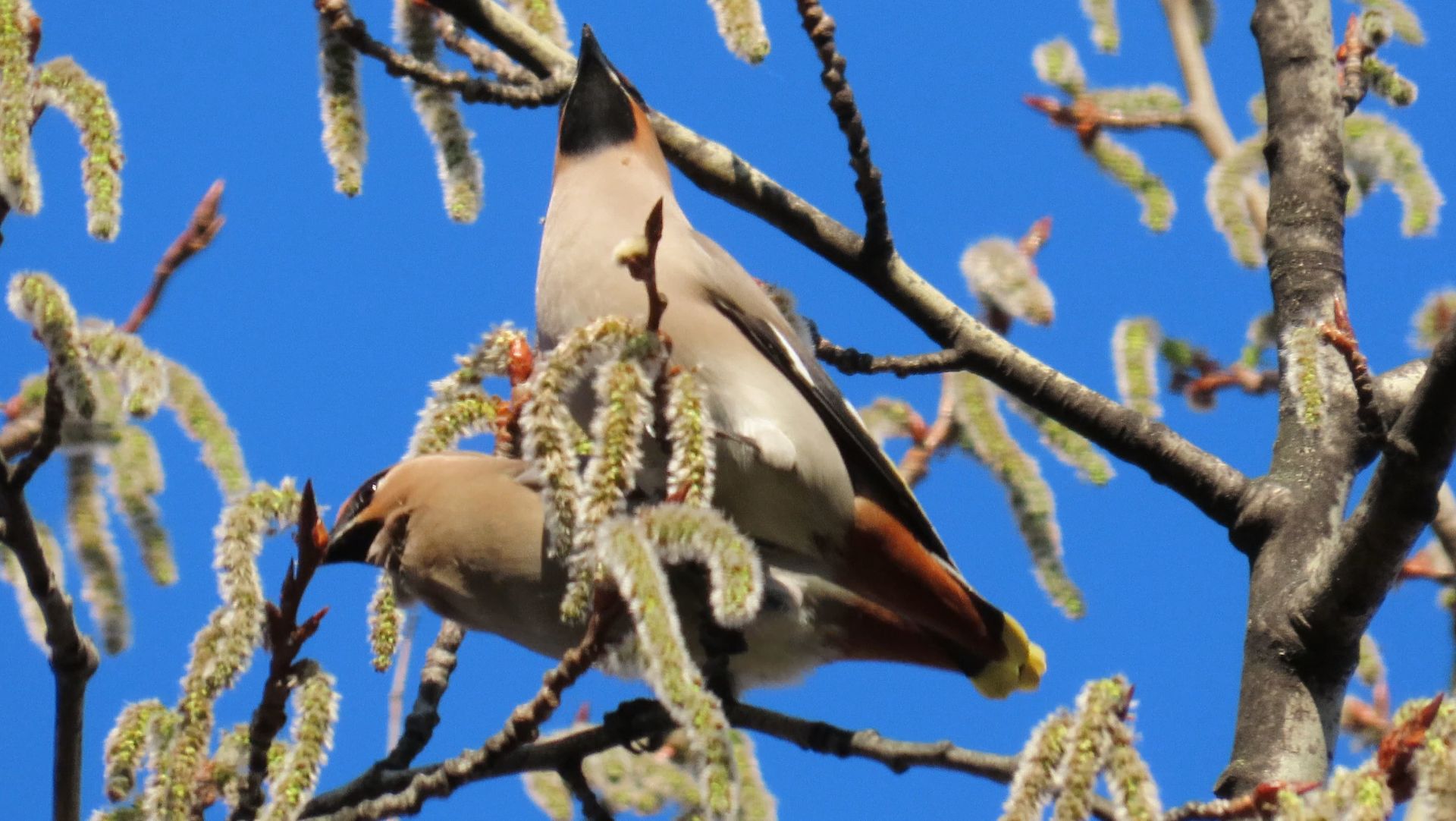 Стая свиристелей_#3, Крылатское, вечер 03 апреля 2026