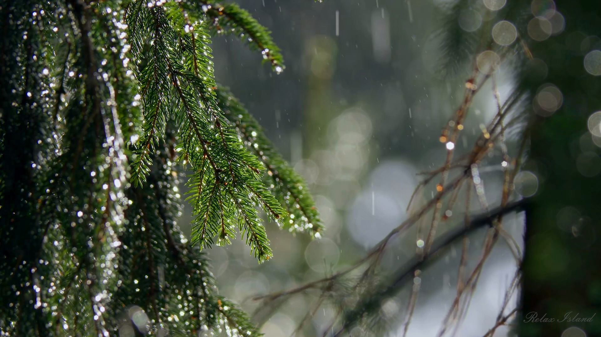 ☔️ МЕДИТАТИВНАЯ УСПОКАИВАЮЩАЯ МУЗЫКА ДЛЯ СНА И ШУМ ДОЖДЯ 🎵 РАССЛАБЛЯЮЩАЯ МУЗЫКА ДЛЯ ДУШИ В ЛЕСУ