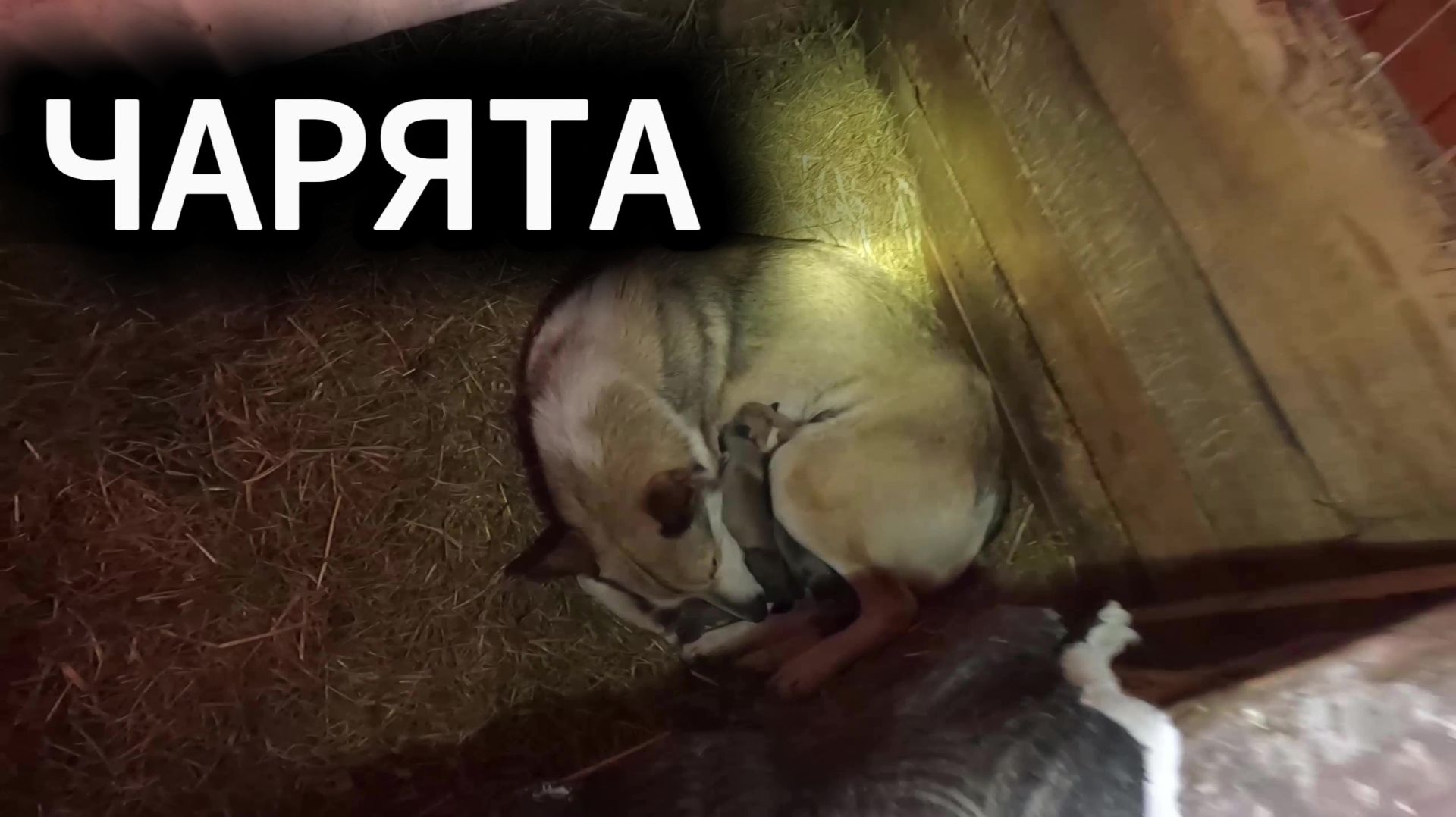 Готовлю уаз к лету. У Чары в логове приплод