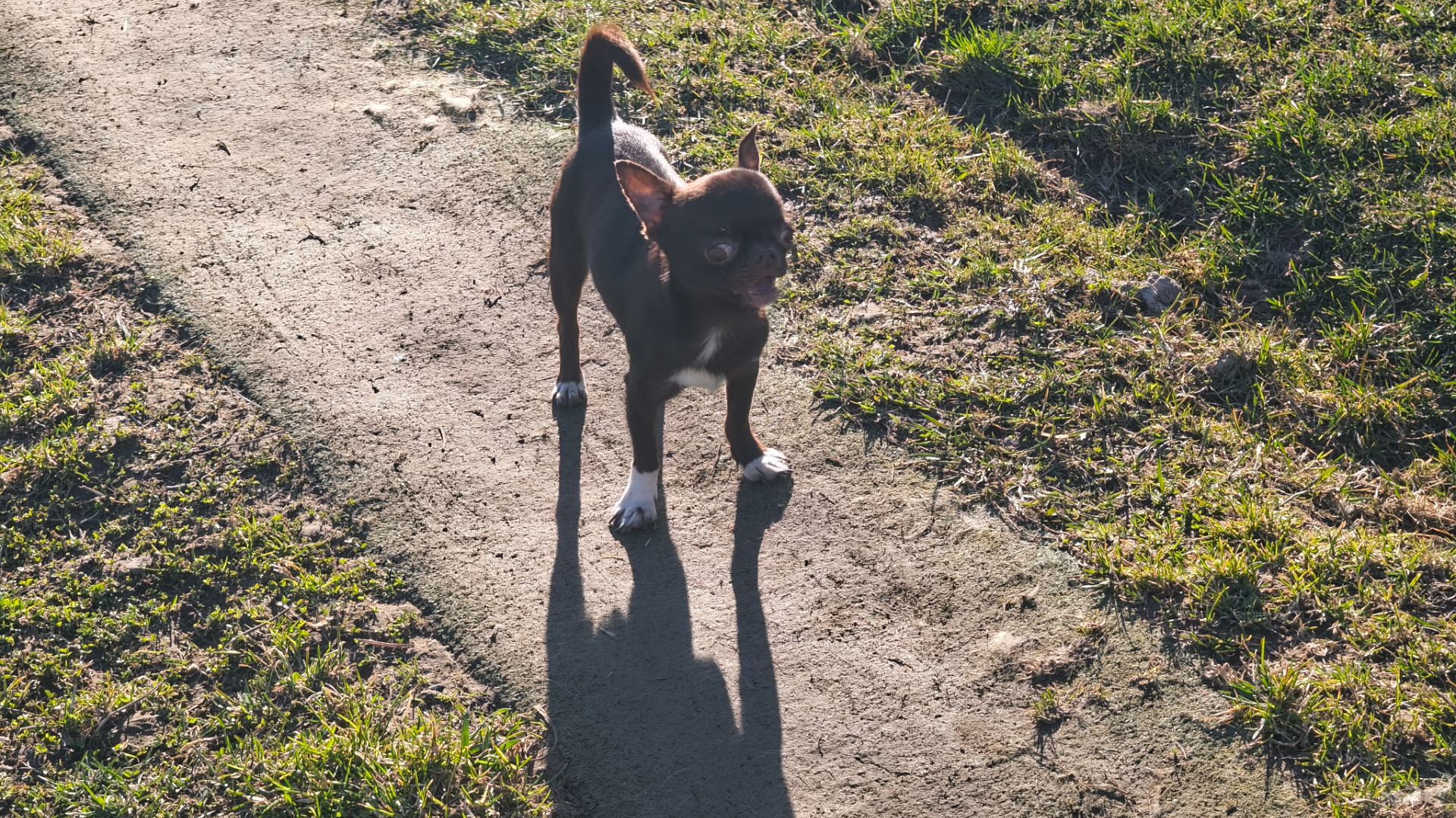 Чихуахуа #ЦЕНЫ от 40 тр #купить_щенка_чихуахуа_продаю #MAX +79215950848