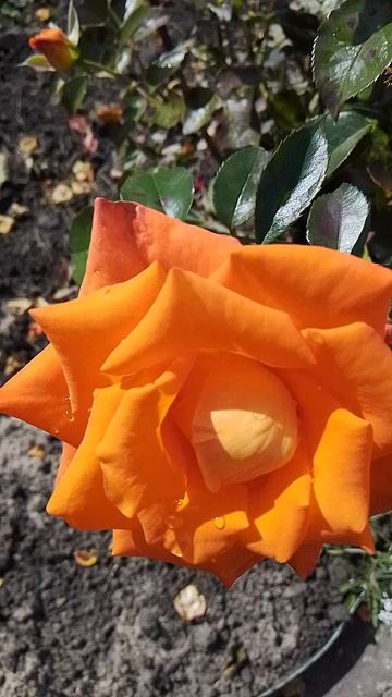 Оранжевое солнце