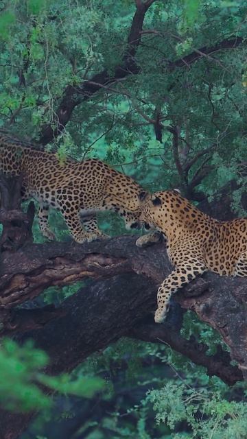 Они спорят или приветствуют друг друга