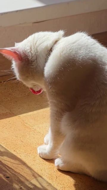 Милка-белая пушистая жопка умывается