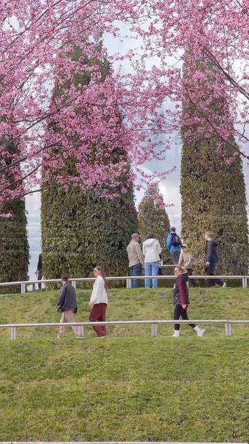 Весна в розовых оттенках в Парке Галицкого