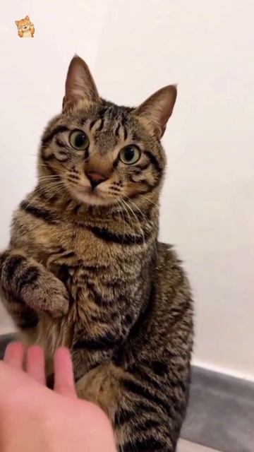 Будь здоров, котэ!😻Веселые котики. Коты хулиганы! Невероятные трюки! #кот #хулиган #трюк #short