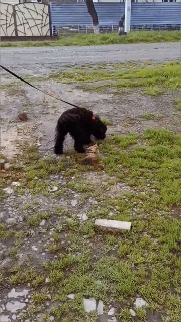 Собачка Айза на прогулке.🐩