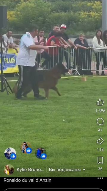 RONALDO du val d`Anzin, TSB (SASTOR v. Huhnegrab — OUASMA du val d`Anzin)