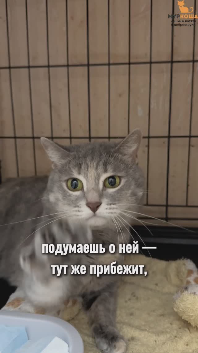 Божоле ждёт вас в приюте #Муркоша