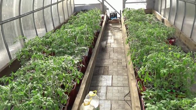 3 семядольных листика у рассады томатов. Нужно ли ОТБРАКОВЫВАТЬ такие растения?