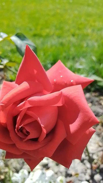 Цветок любви