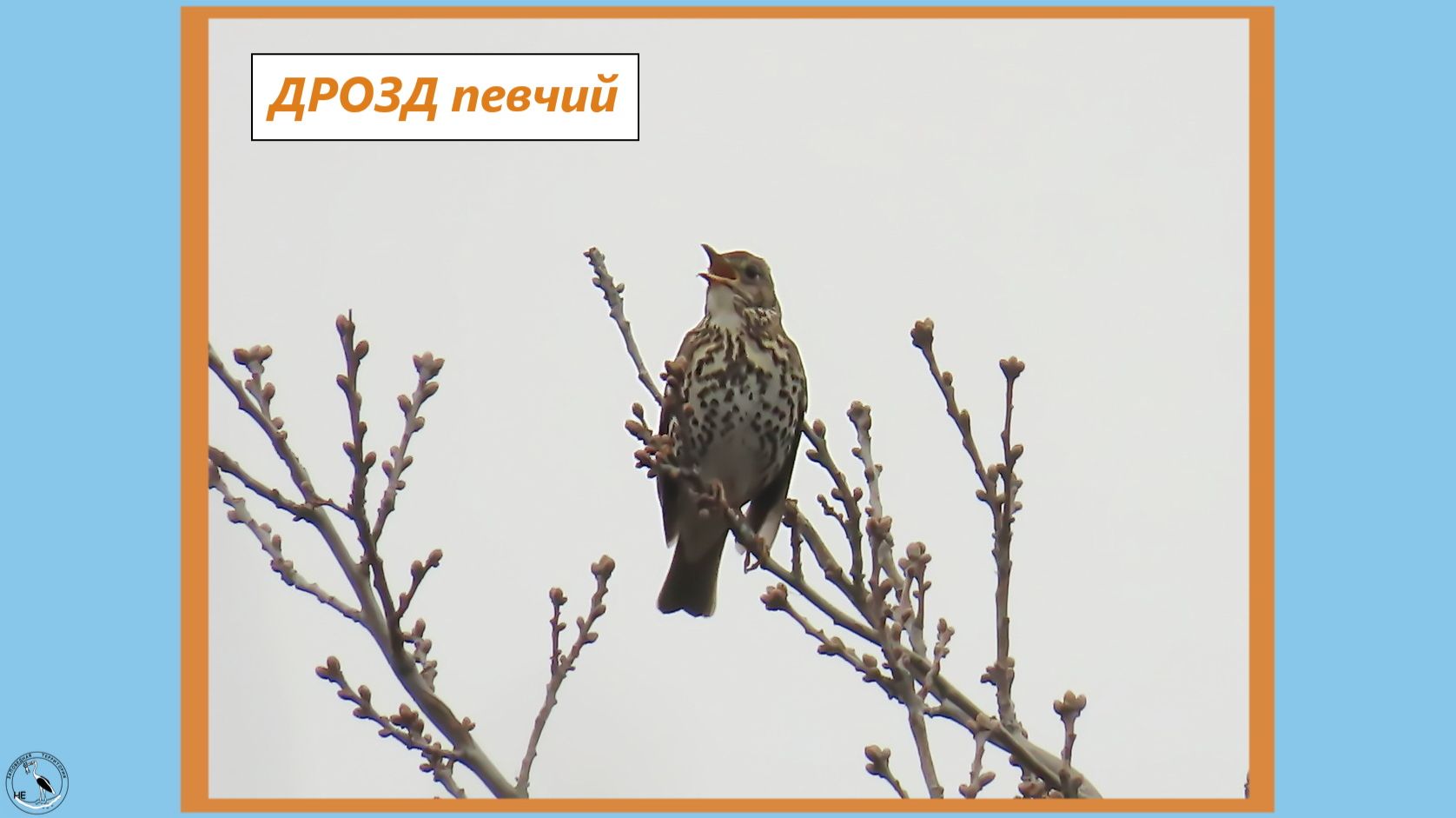 Поёт ДРОЗД ПЕВЧИЙ. Один из лучших певцов птичьего мира. Март 2026