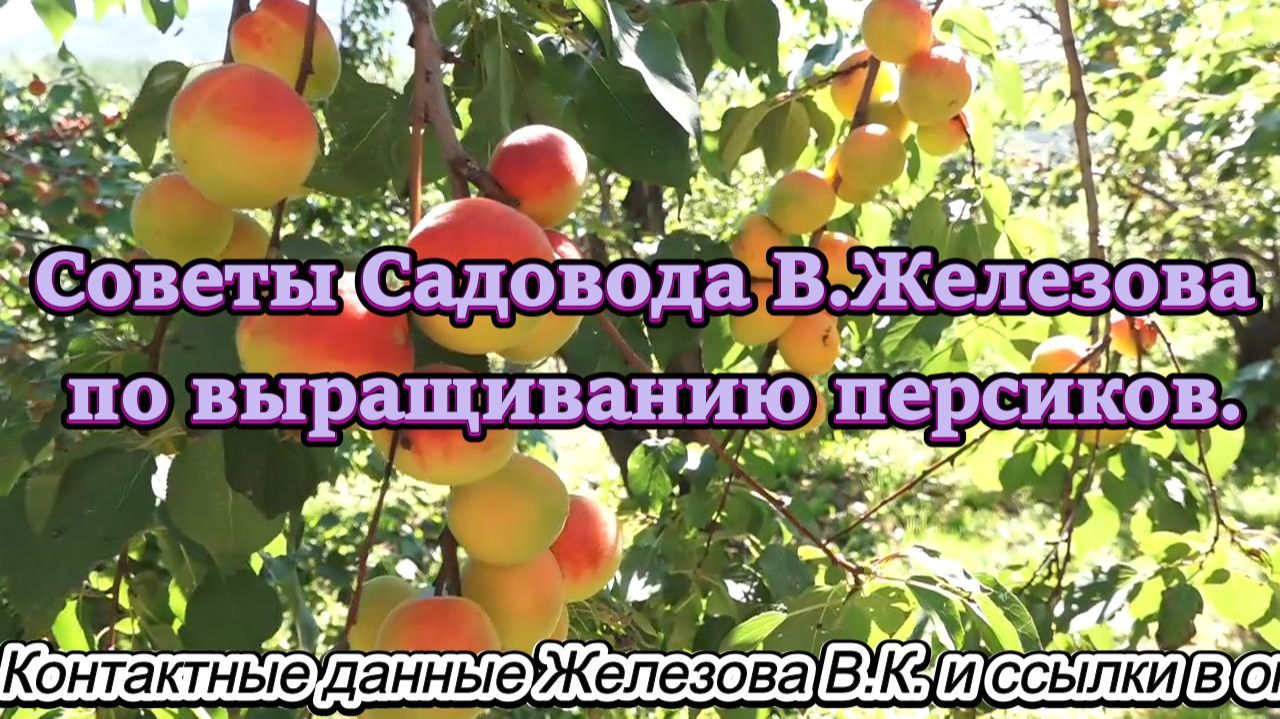 Советы Садовода В.Железова по выращиванию персиков.