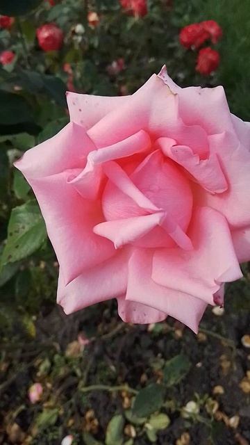 Неповторимая красота