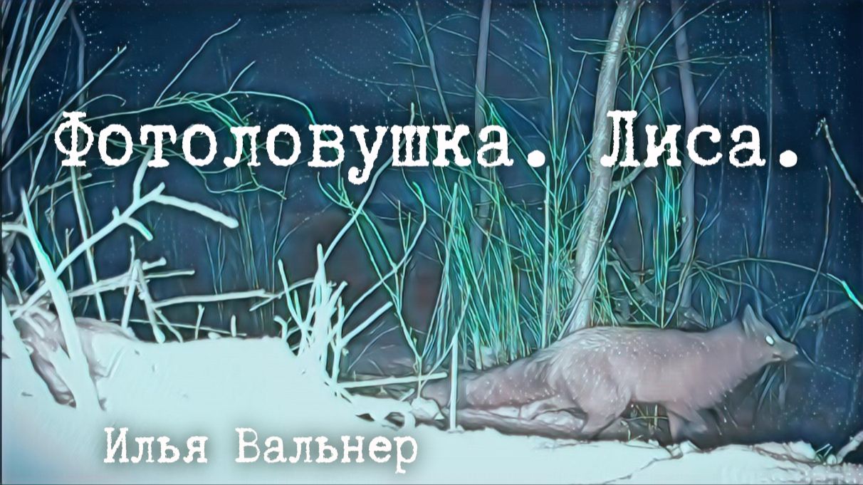 Фотоловушка. Лиса.