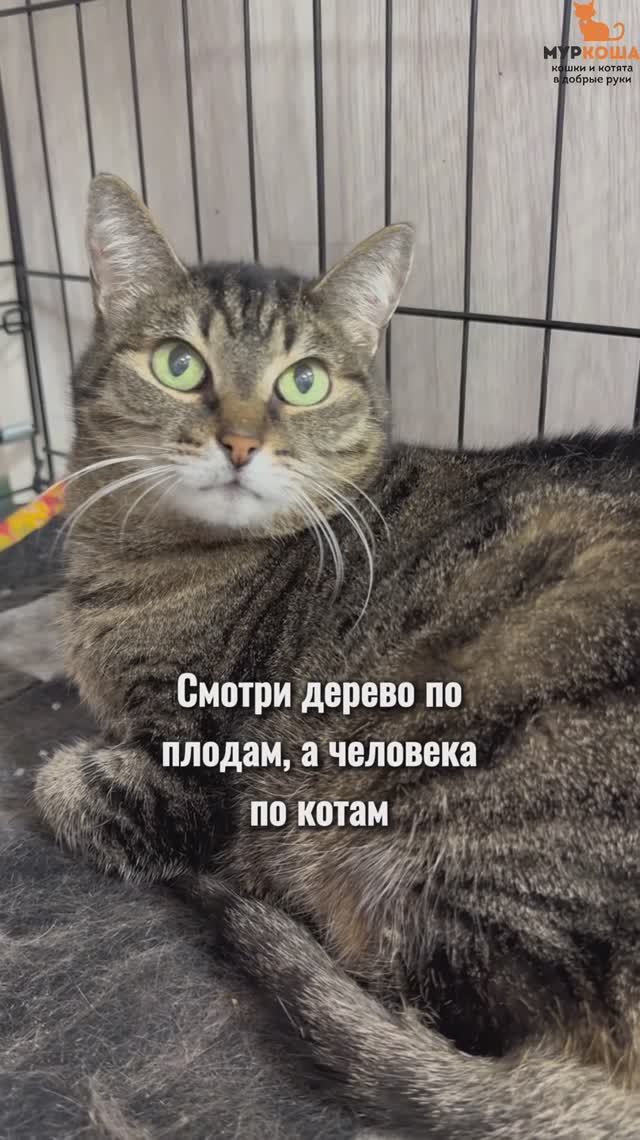 Премьерка ждёт вас в приюте #Муркоша