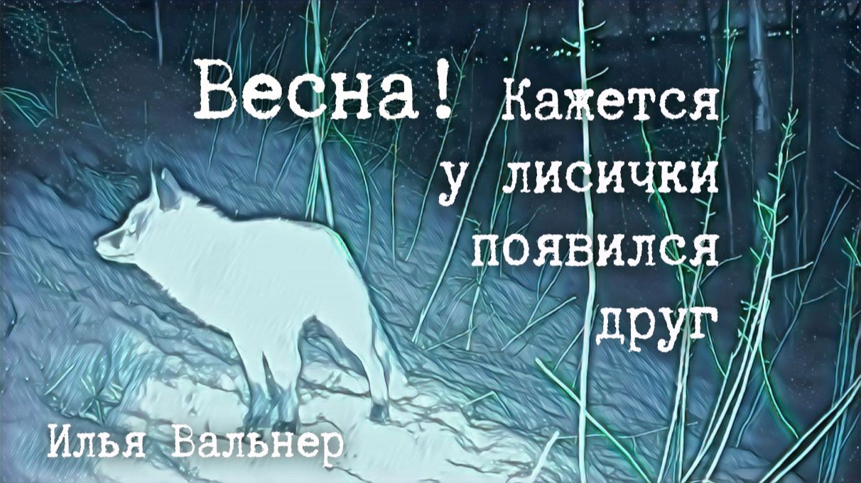 Весна! Кажется у лисички появился друг))