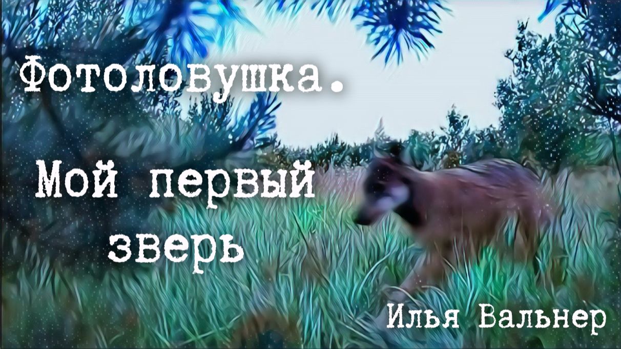 Волк, ночная фотоловушка.