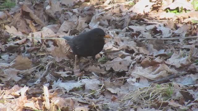 Чёрный дрозд копает и ест червячков