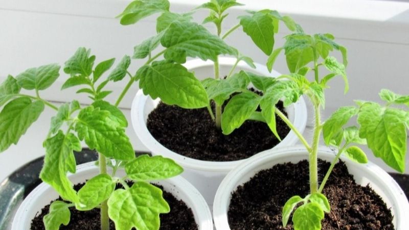 Как мои помидоры пережили пикировку. Обзор рассады томатов после пикировки.