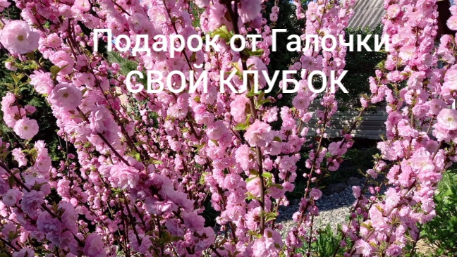 04-04-2026 ПОДАРОК ОТ ГАЛОЧКИ