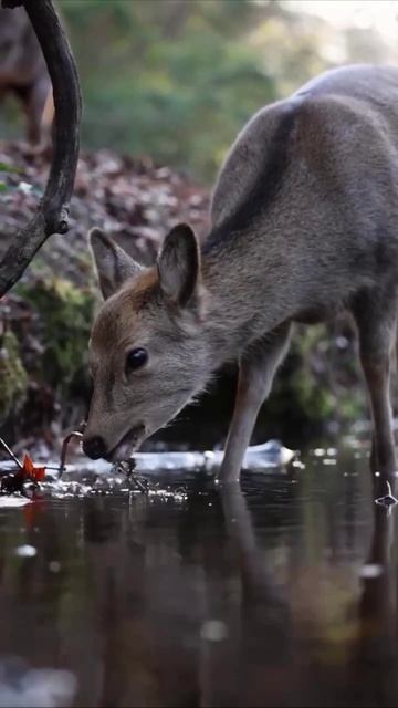 Самые маленькие олени — так называемые водяные
