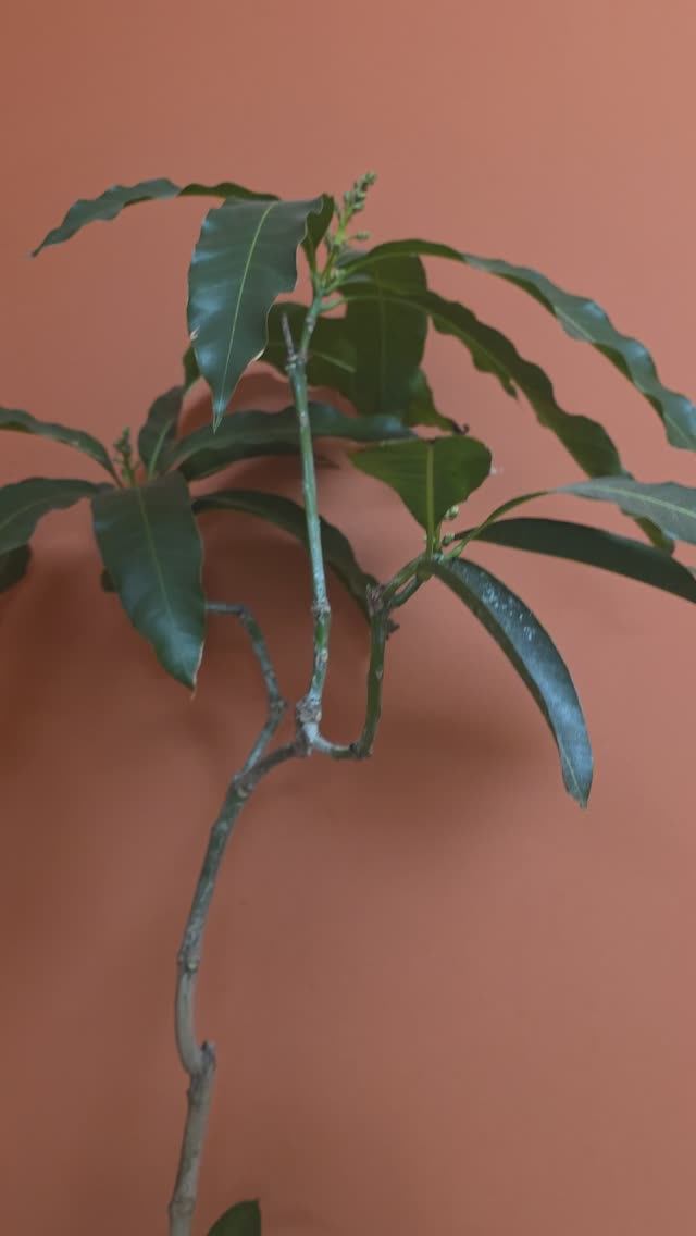 В Москве зацвело манго