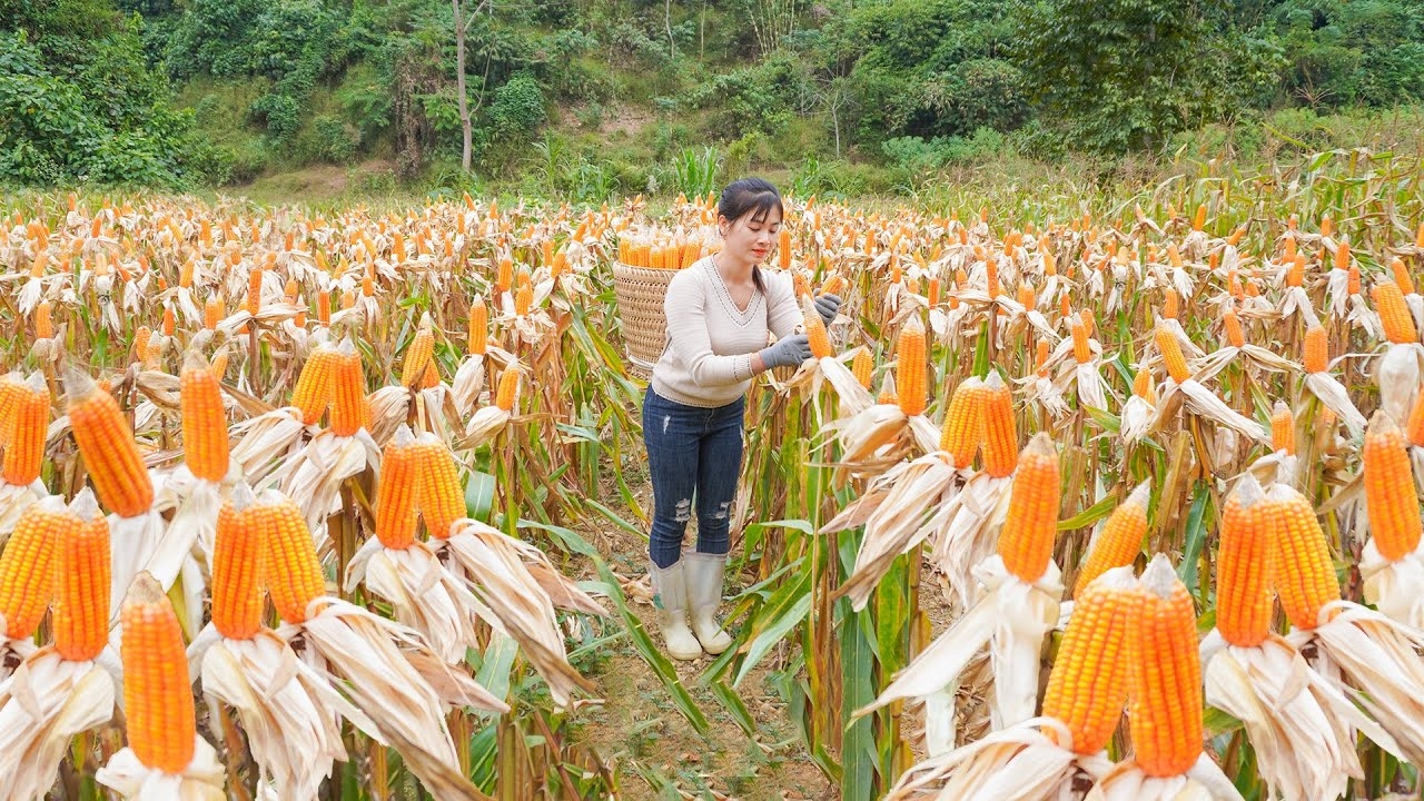 Собираю урожай кукурузы на ферме и отделяю зерна для корма домашнего скота. Нхат