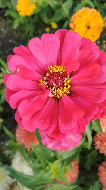 Очарование