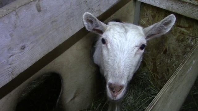 Муромцево 3 апреля  2026г  Козлятам 10 часов.