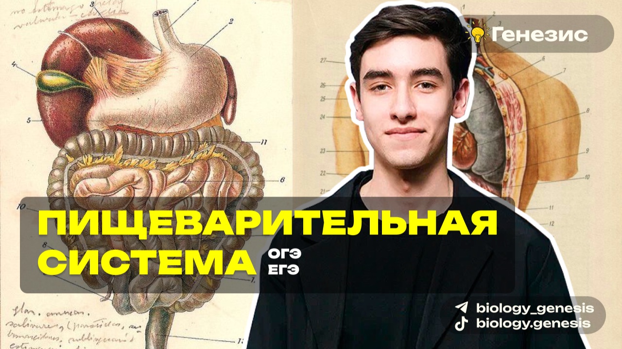 ВСЯ ПИЩЕВАРИТЕЛЬНАЯ СИСТЕМА С НУЛЯ | ШКОЛА ГЕНЕЗИС