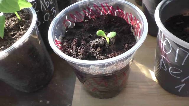 Рассада цветов 6 апреля