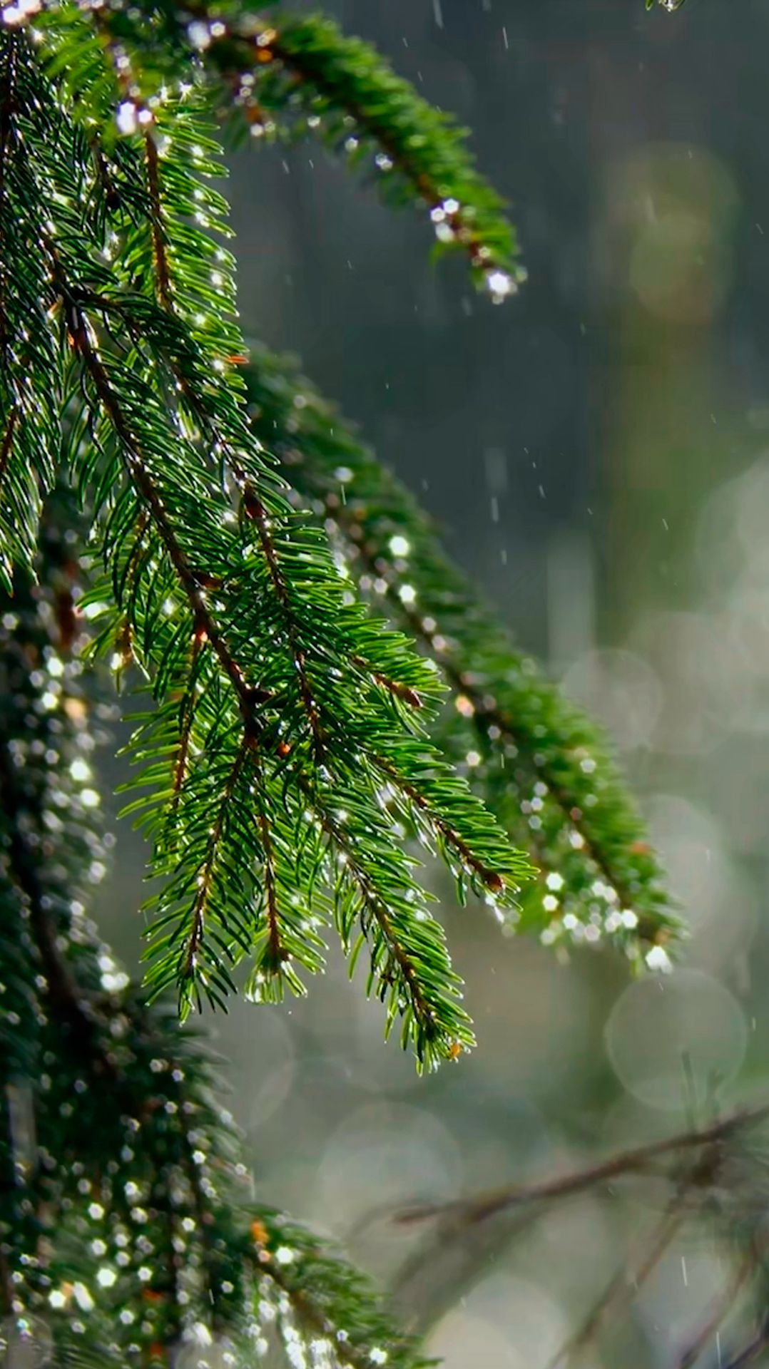 ☔️ МЕДИТАТИВНАЯ УСПОКАИВАЮЩАЯ МУЗЫКА ДЛЯ СНА И ШУМ ДОЖДЯ 🎵 НЕЖНАЯ МУЗЫКА ДЛЯ ДУШИ В ХВОЙНОМ ЛЕСУ