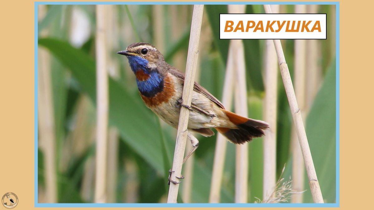 Варакушка поёт почти как соловей. А грудка какая красивая!