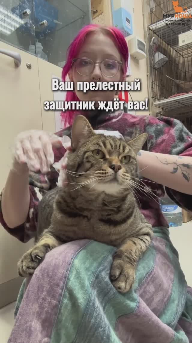 Парсифаль ждёт вас в приюте #Муркоша