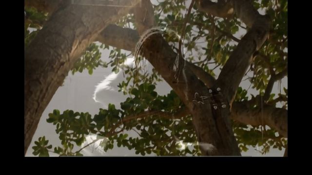 Музыка для хорошего настроения)