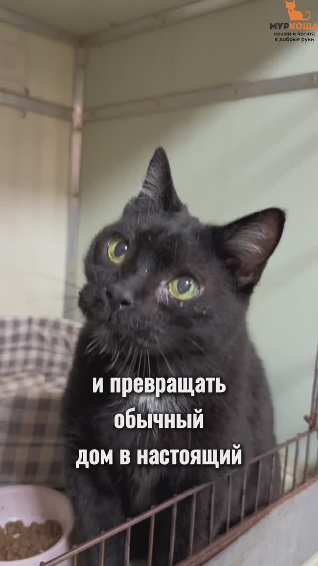 Мевлоди ждёт вас в приюте #Муркоша