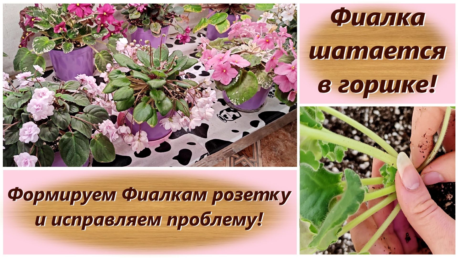 Фиалка шатается в горшке! Формируем Фиалкам розетку и исправляем проблему!