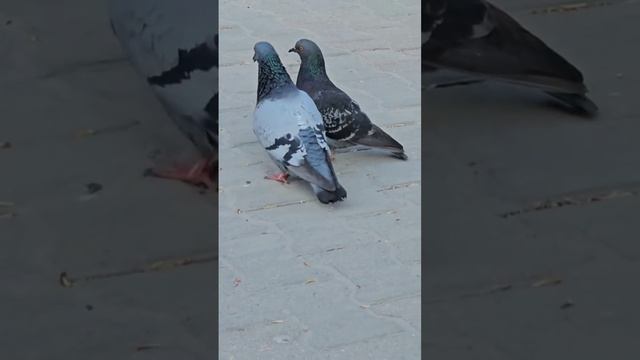 ремикс песни "Голуби целуются на крыше" - музыка народная, автор текста - поэт Николай Старшинов