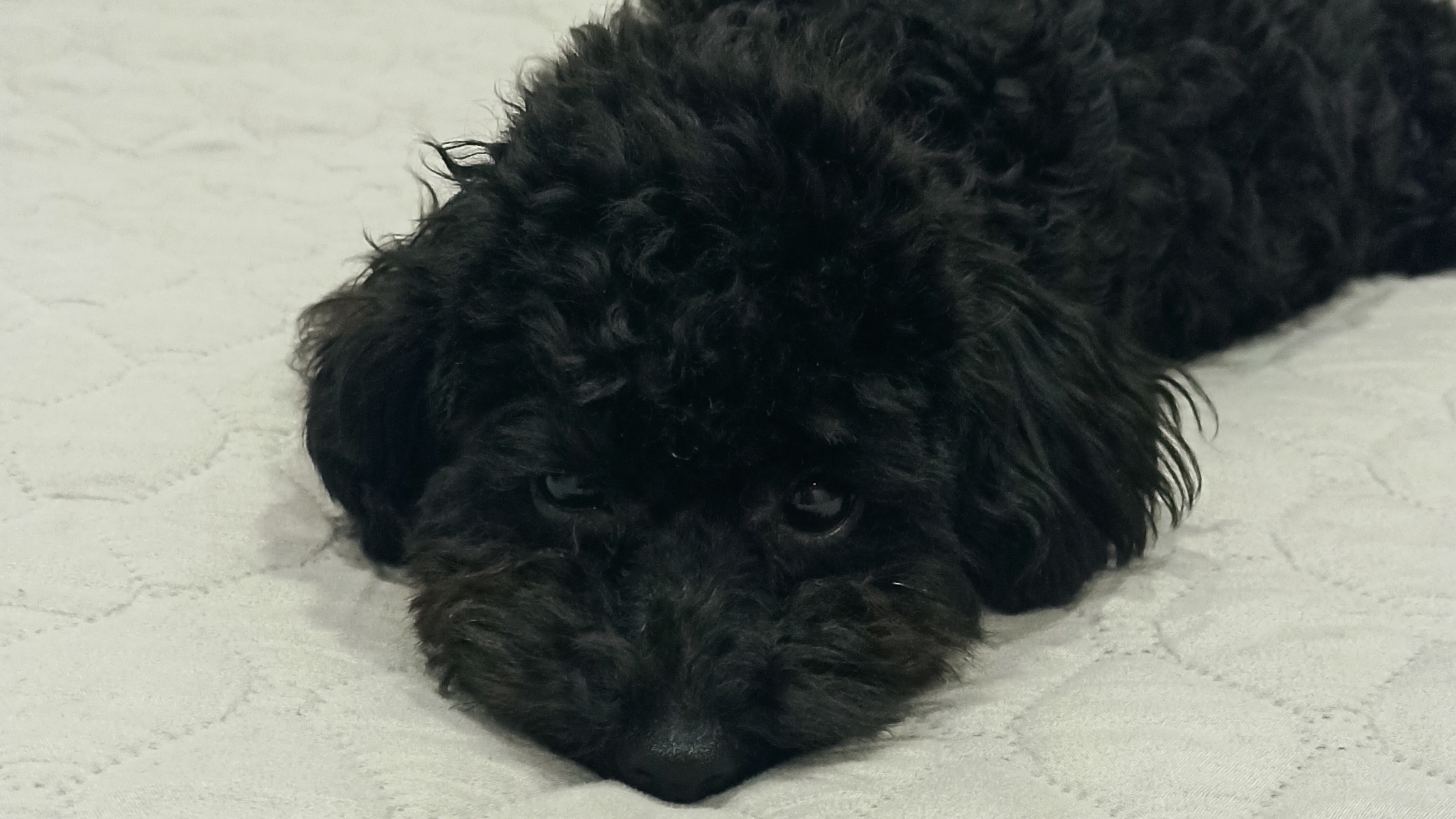 Собака как ребенок 😂