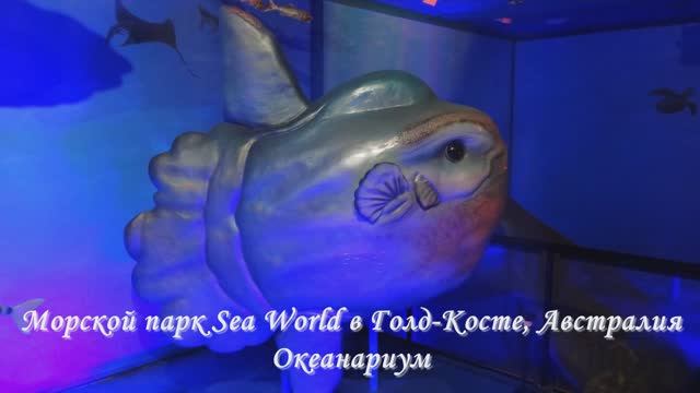 Океанариум в Sea World Голд-Косте: акулы, скаты, огромные черепахи... в морском парке Австралии