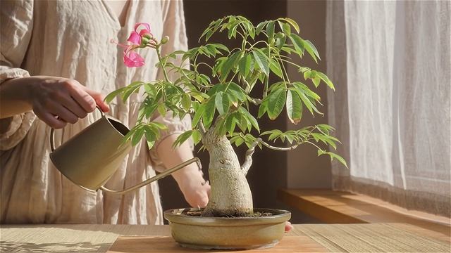 бомбакс дерево