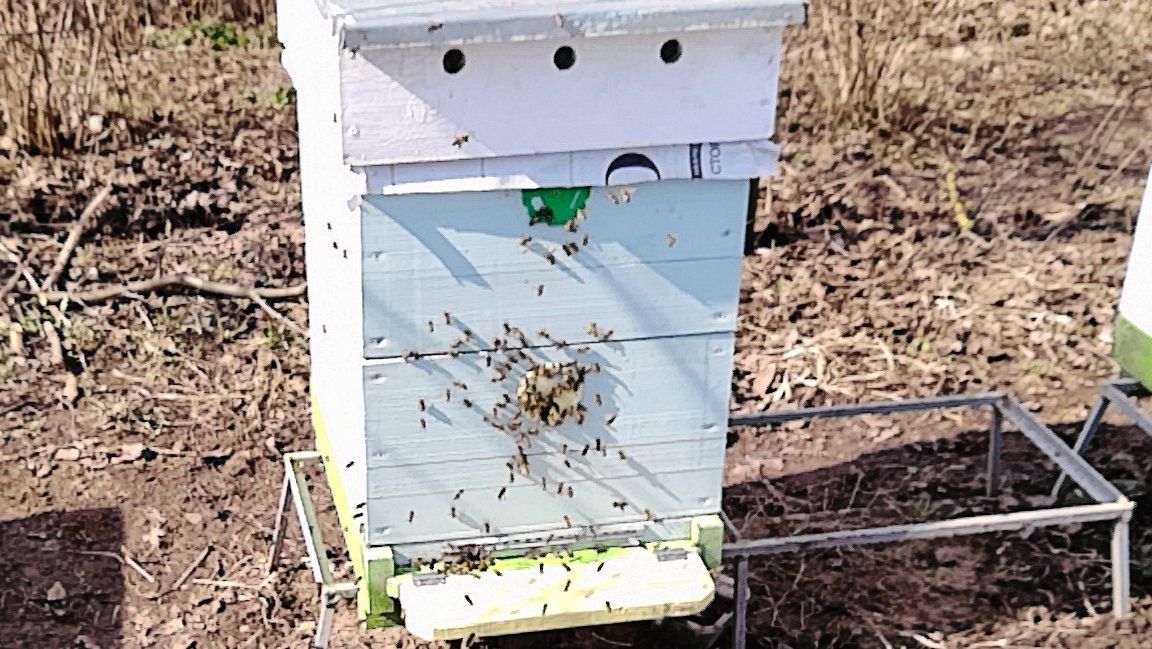 Пчелы после зимовки