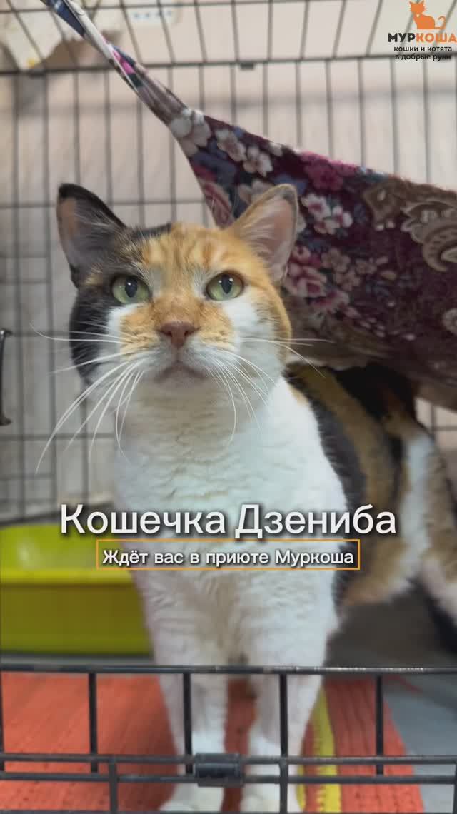 Дзениба ждёт вас в приюте #Муркоша
